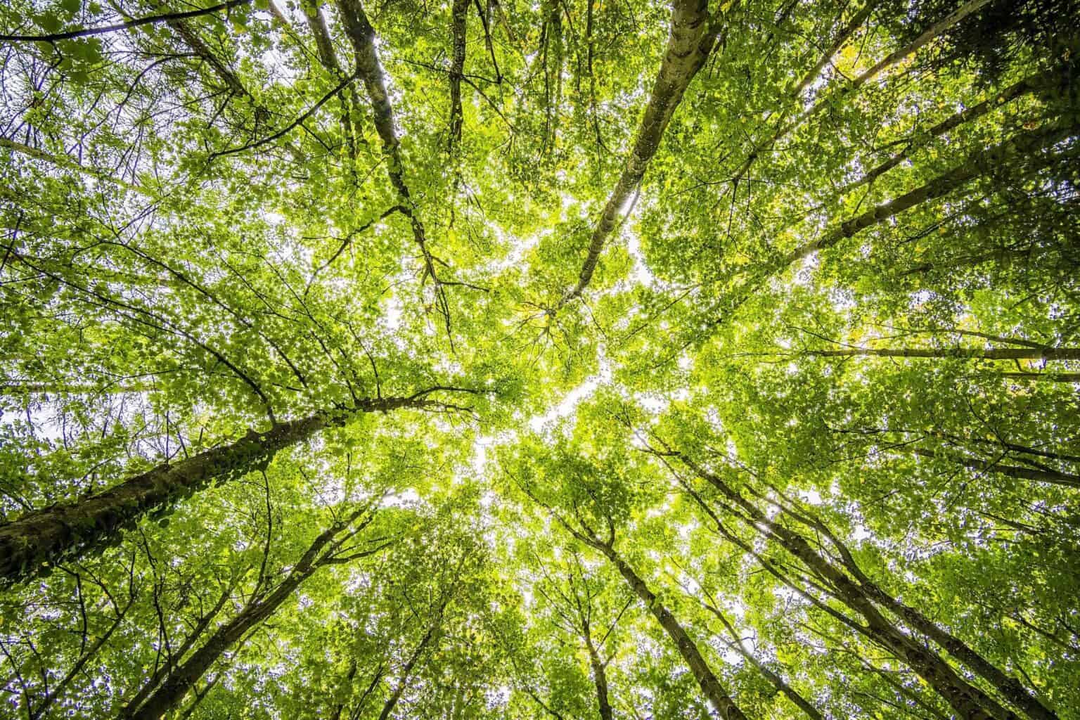 Forest of Marston Vale Collaboration | Alameda Garden Buildings